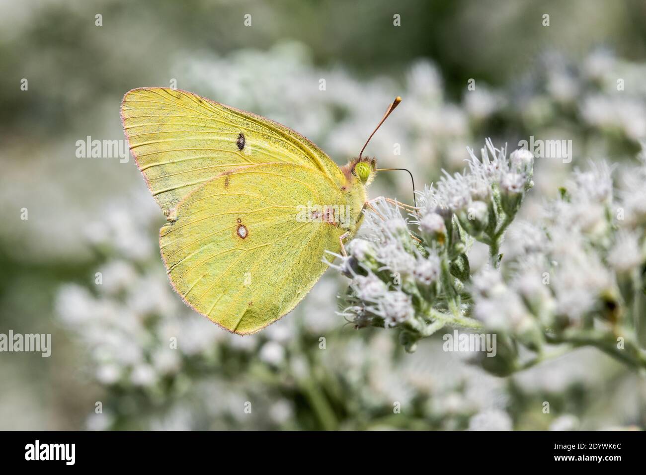 Clouded Sulphur butterfly on a flower at Lee County Conservation Area ...