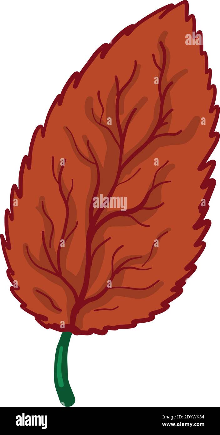Autumn leaf, illustration, vector on a white background Stock Vector ...
