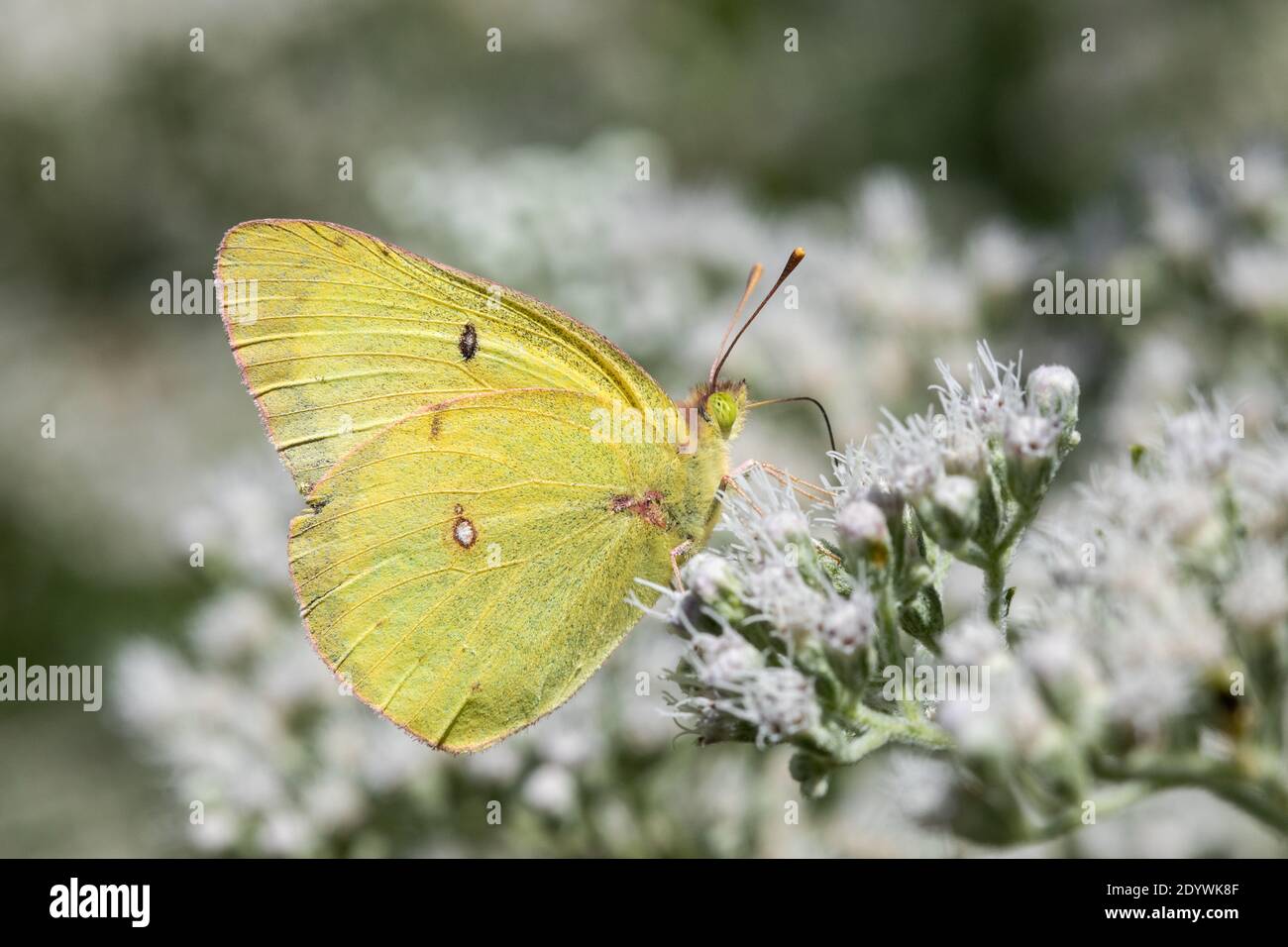 Clouded Sulphur butterfly on a flower at Lee County Conservation Area ...