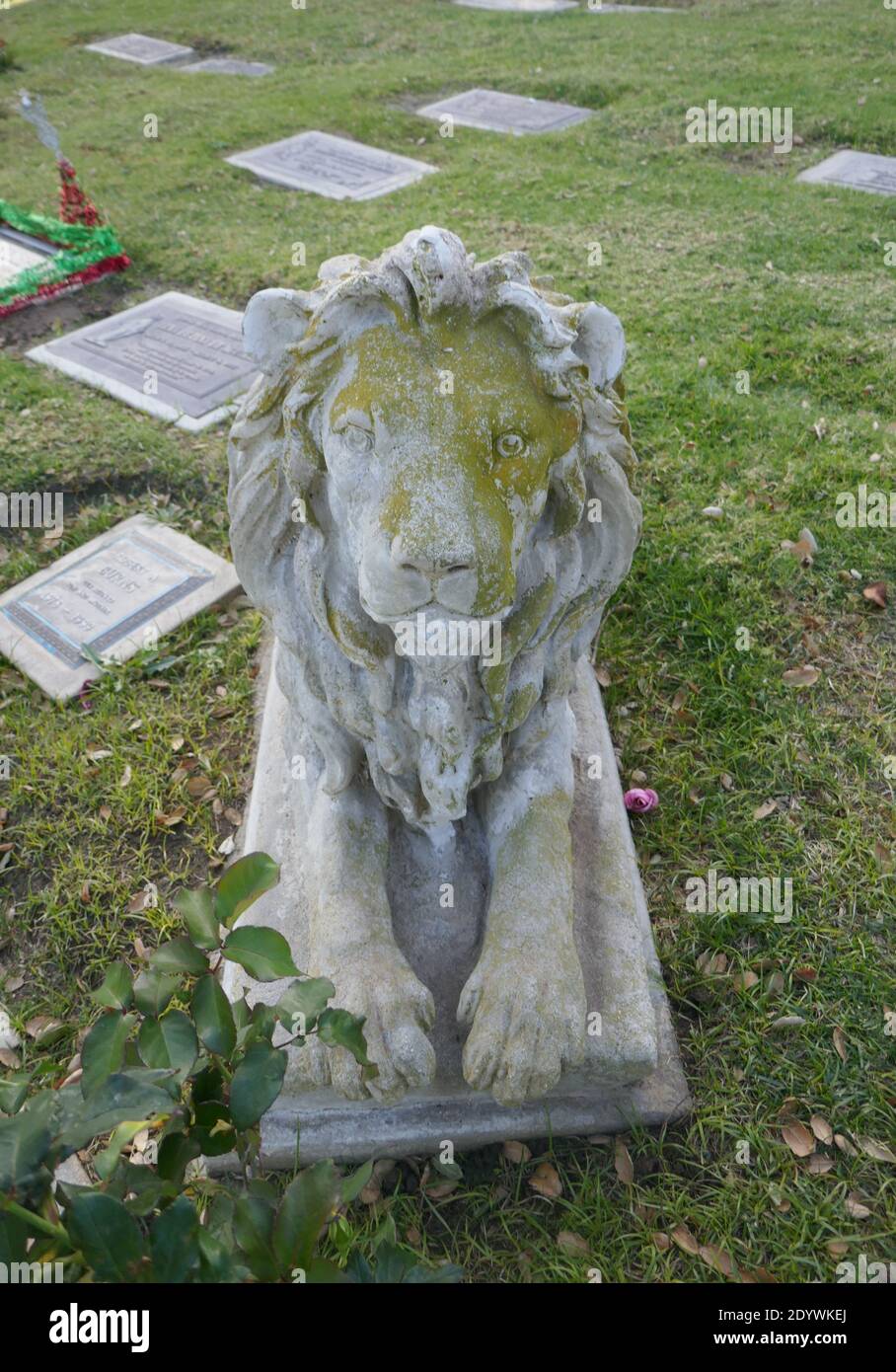 Chatsworth, California, USA 25th December 2020 A general view of Lion at Oakwood Memorial Park ...