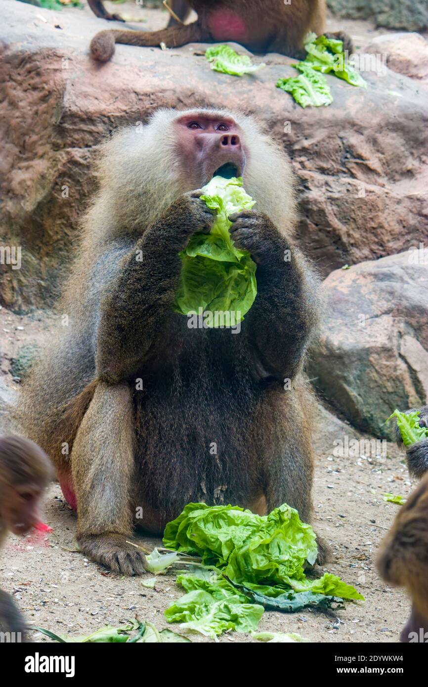 A Hamadryas baboon (Papio hamadryas) is eating vegetable. It is a ...