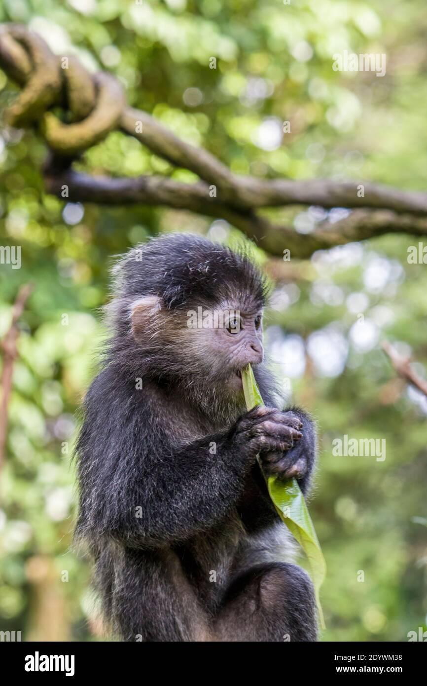 The baby Javan lutung (Trachypithecus auratus) is eating leaf, also ...
