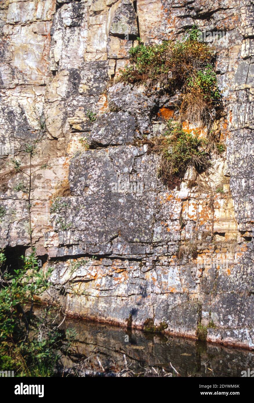 Banff National Park, Canada. Vegetation speeds Erosion of Quartzite ...