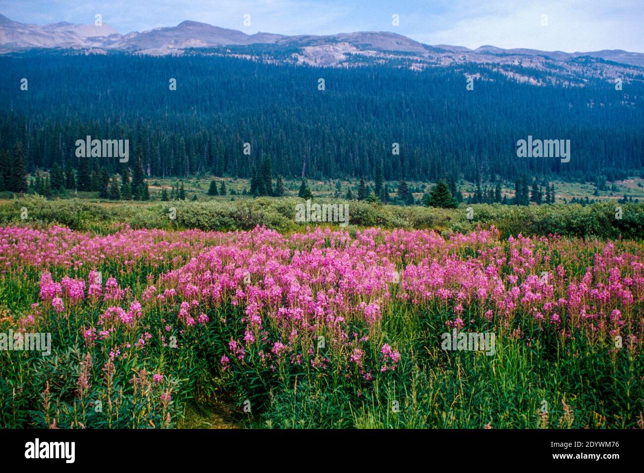 Jasper National Park, Alberta, Canada. Fireweed in foreground Stock ...