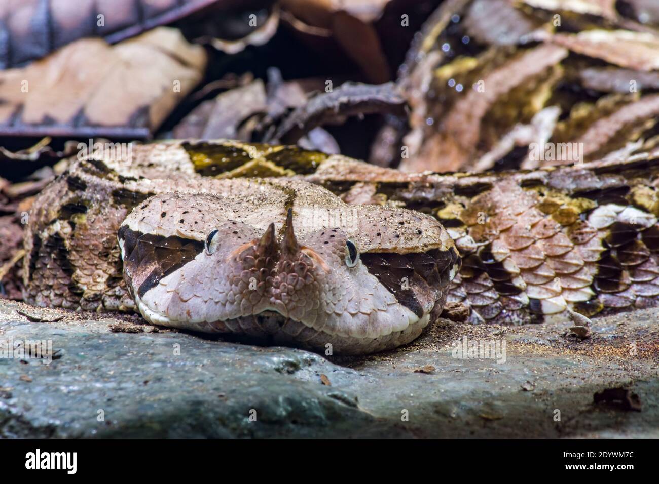 Gaboon Viper Habitat