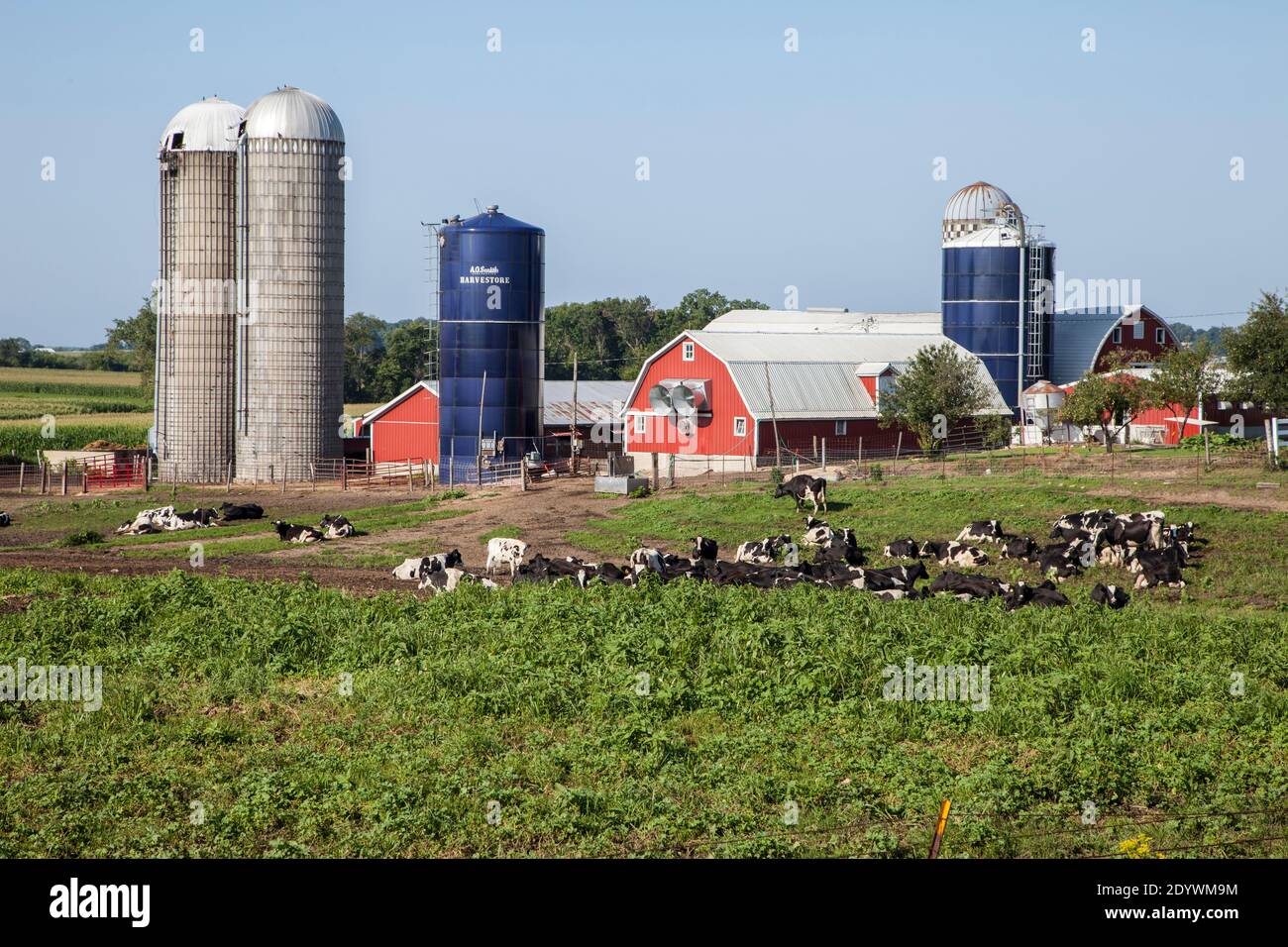 Dairy farm and Cattle near Dyersville, Iowa, USA Stock Photo - Alamy