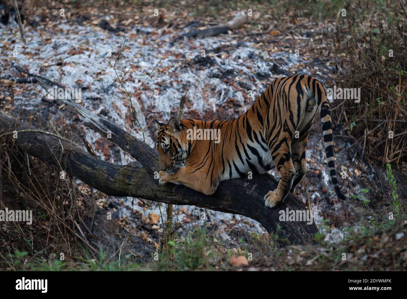 A Young Bengal Tiger on a fallen tree - Nagarhole National Park, India ...