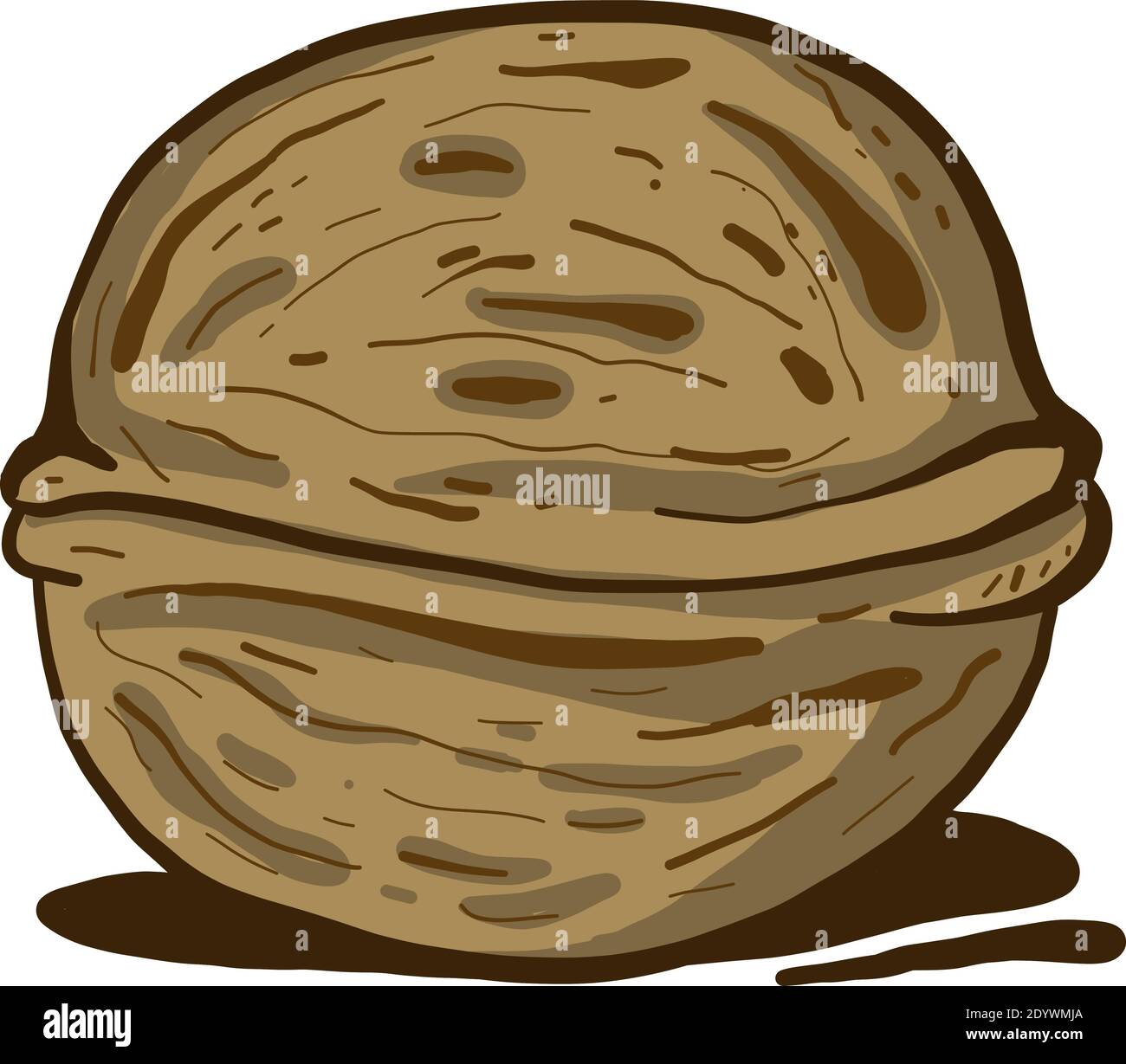 Brown big walnut, illustration, vector on a white background Stock ...