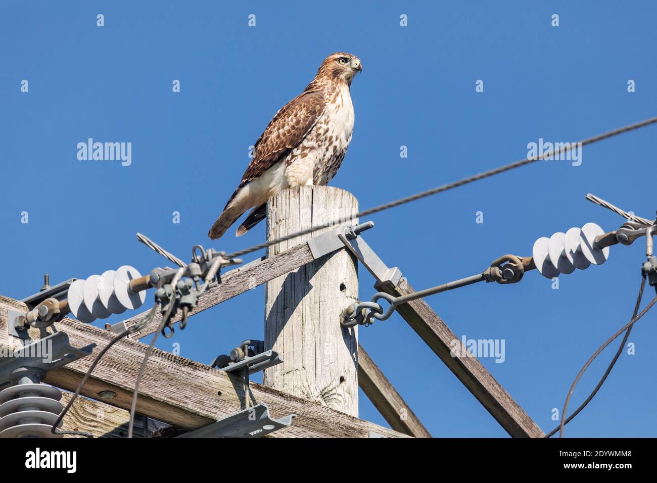 Hawk on a utility pole in Van Buren County, Iowa Stock Photo - Alamy