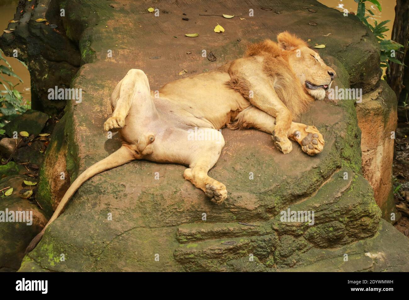 Top view of an Asian lion lying on a rock and resting. Magnificent lion ...