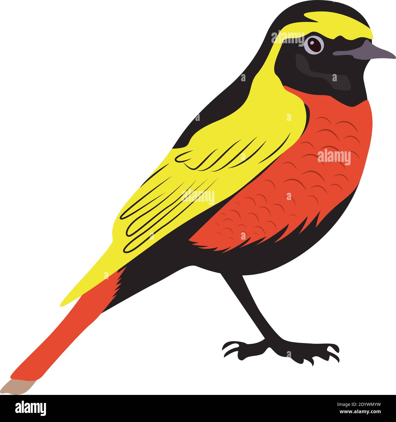 Colorful bird, illustration, vector on a white background Stock Vector ...