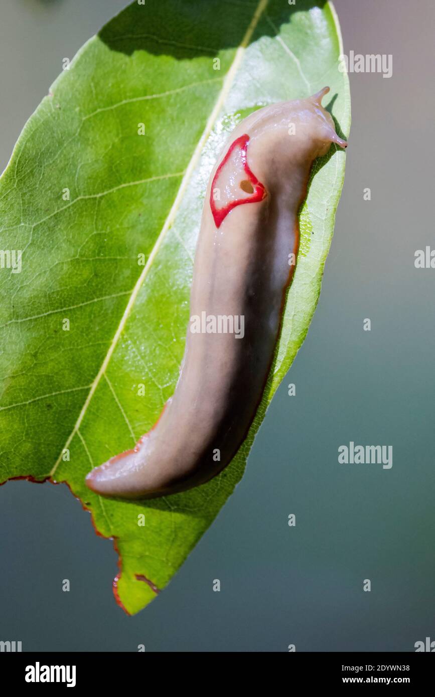 Red-triangle Slug on green leaf Stock Photo - Alamy