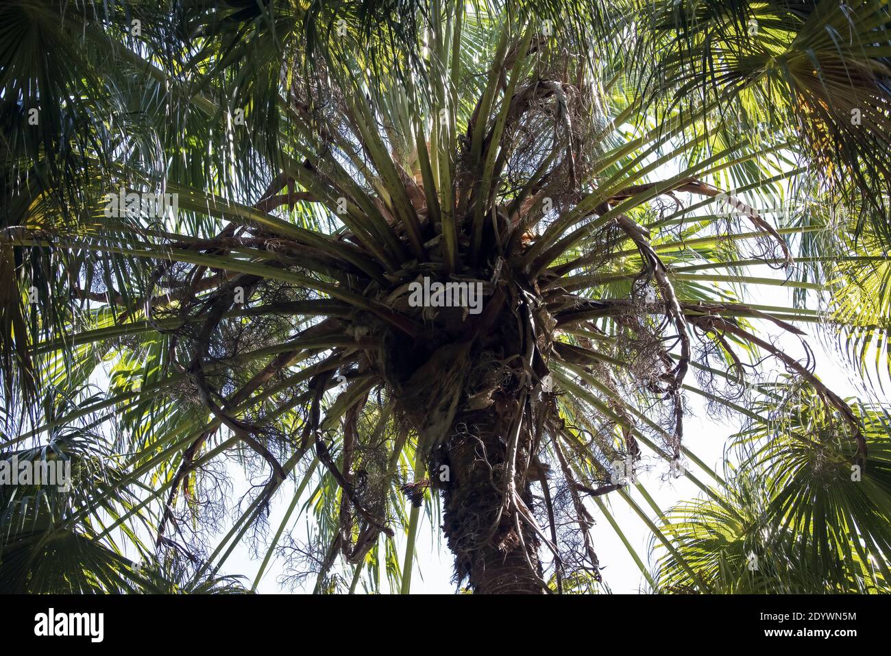 Cabbage tree palm hi-res stock photography and images - Alamy