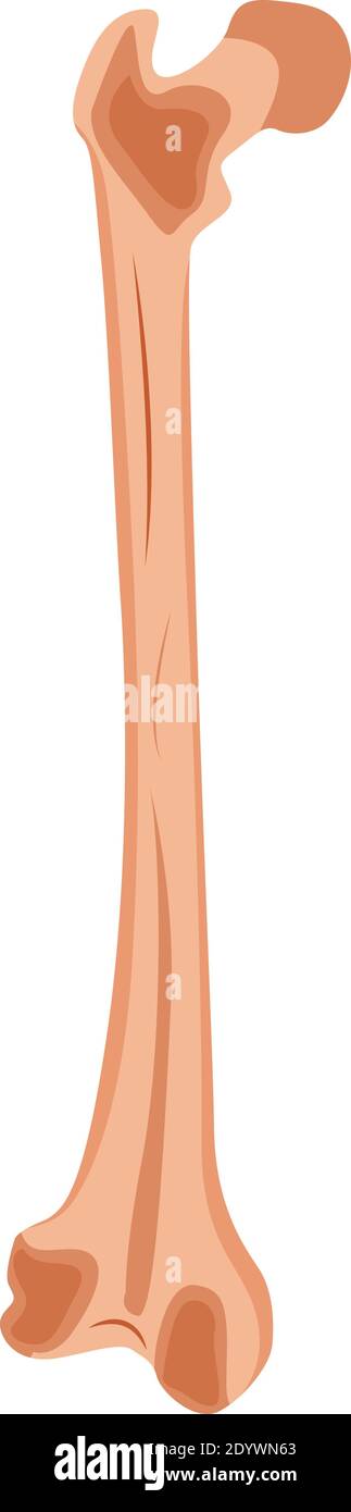Long bone, illustration, vector on a white background Stock Vector ...