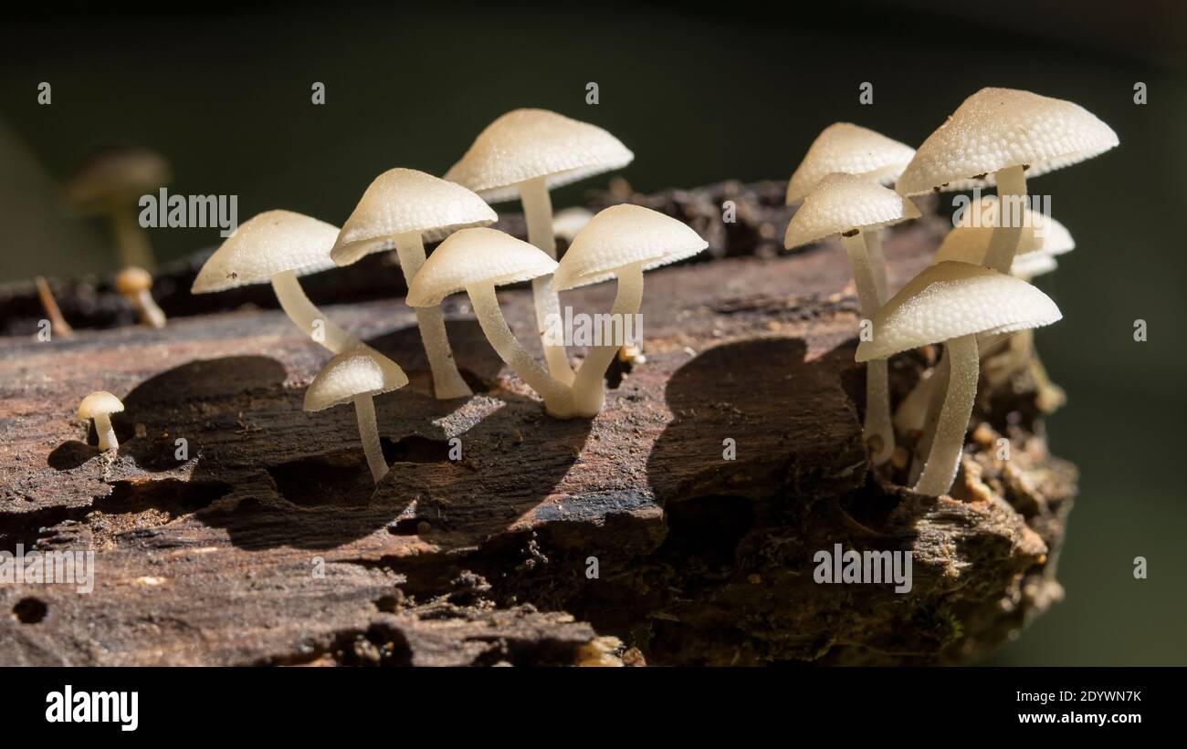 Toadstools growing on rotting log in Rainforest Stock Photo - Alamy