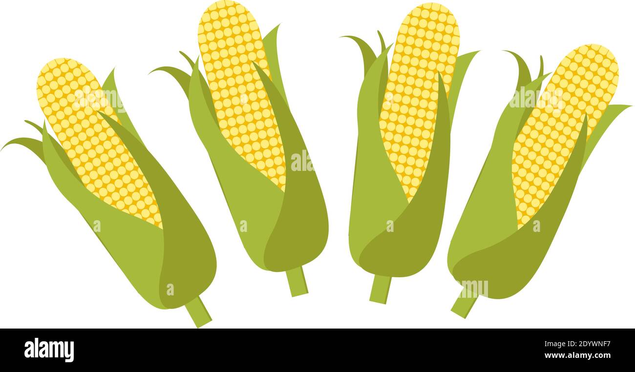 Corn cobs, illustration, vector on a white background Stock Vector ...