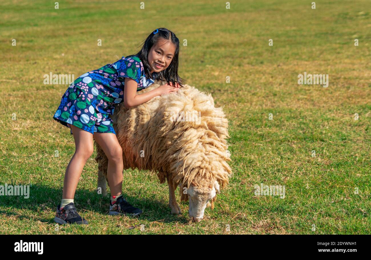 Happy and healthy Asian cheerful child girl with big sheep in the ...