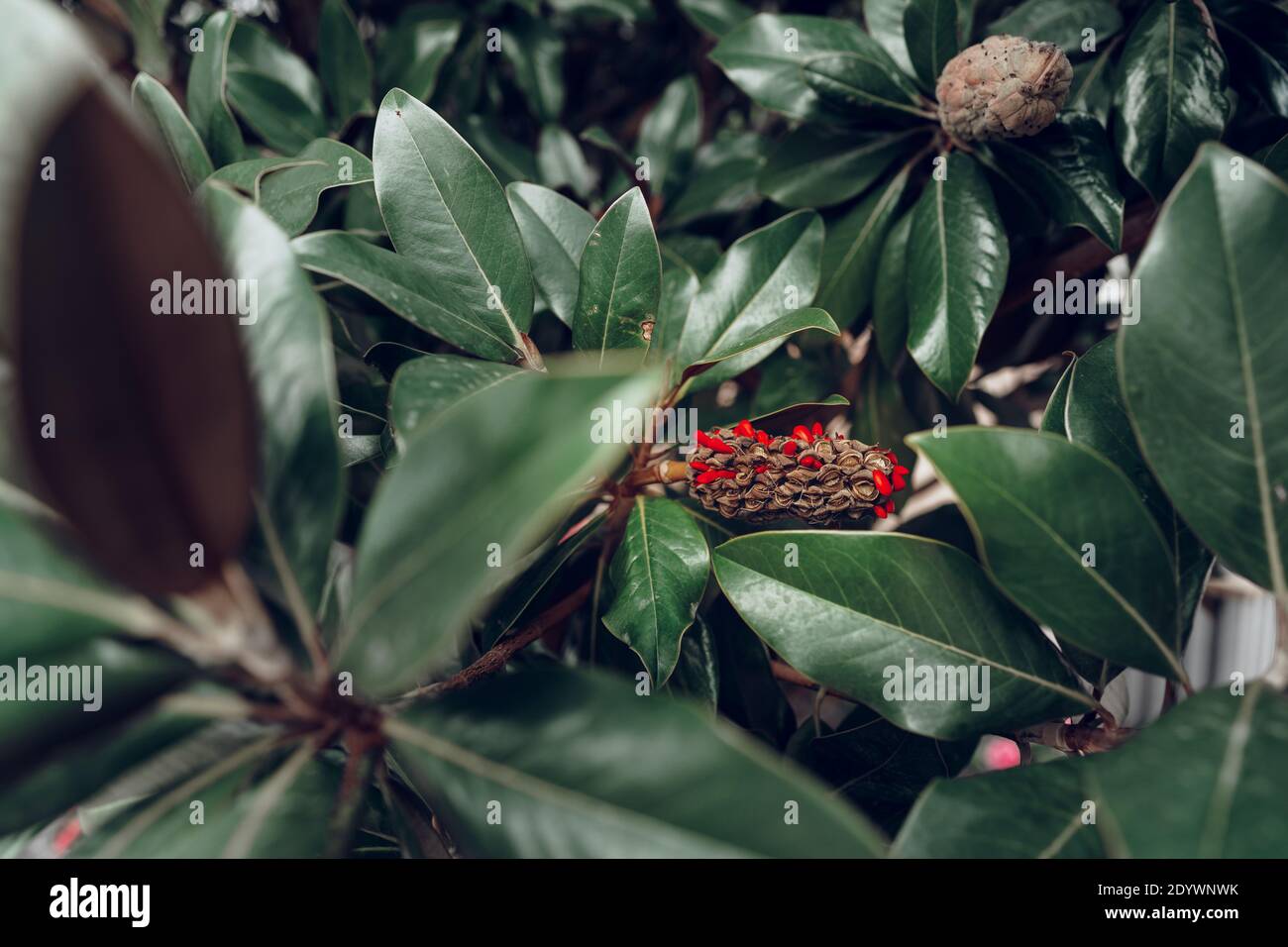 Magnolia grandiflora seed cone hi-res stock photography and images - Alamy