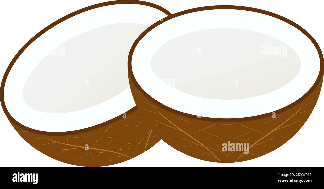 Small coconut, illustration, vector on a white background Stock Vector ...