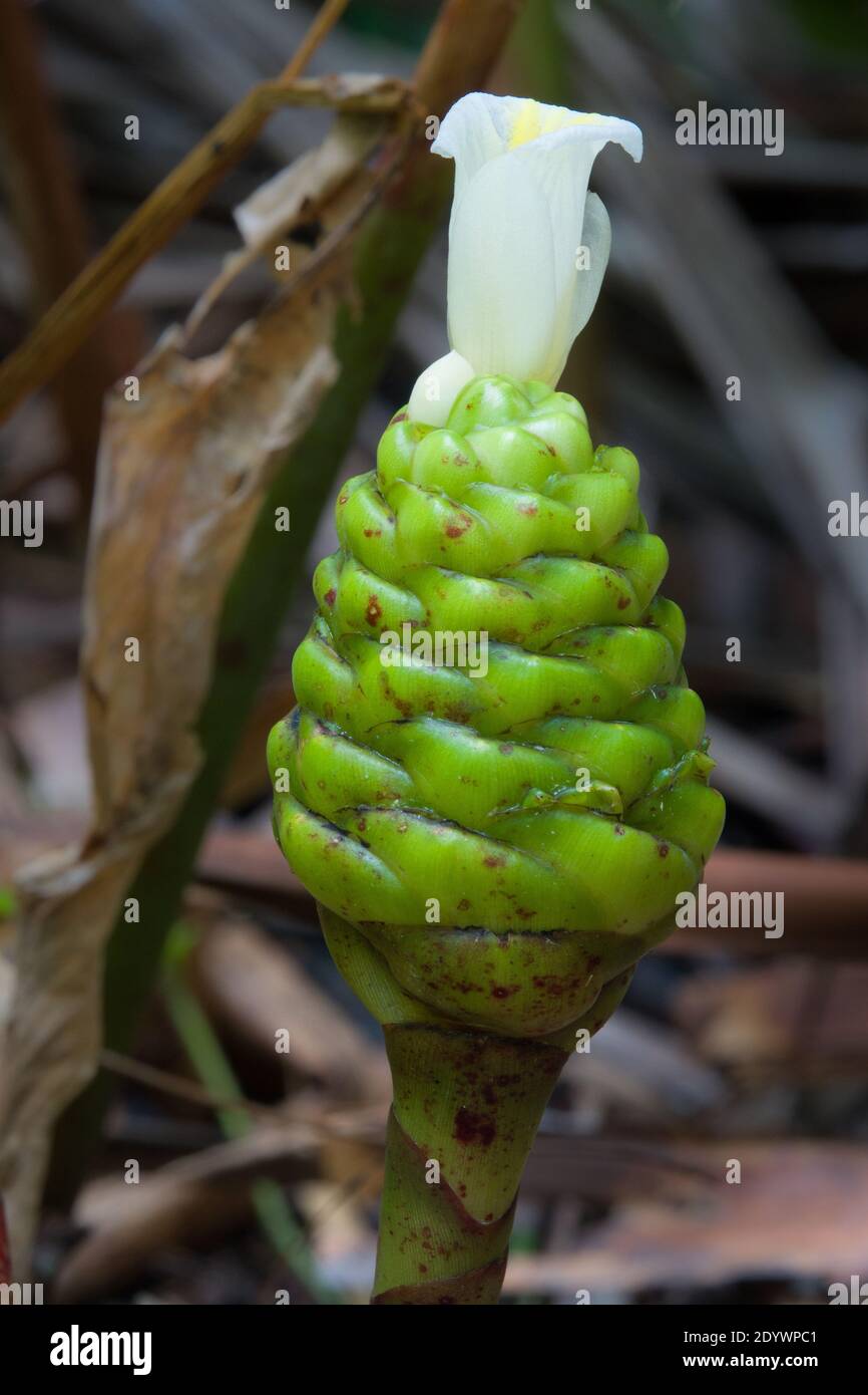 Ginger flower blooming hi-res stock photography and images - Alamy