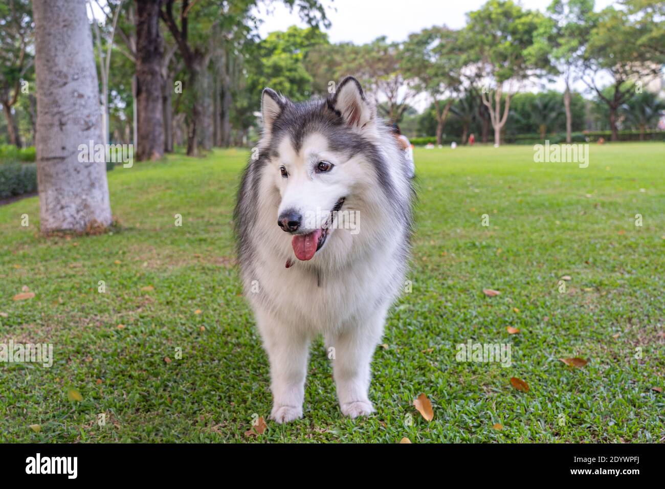 Cheerful Alaskan malamute dog at the grass lawn Stock Photo - Alamy