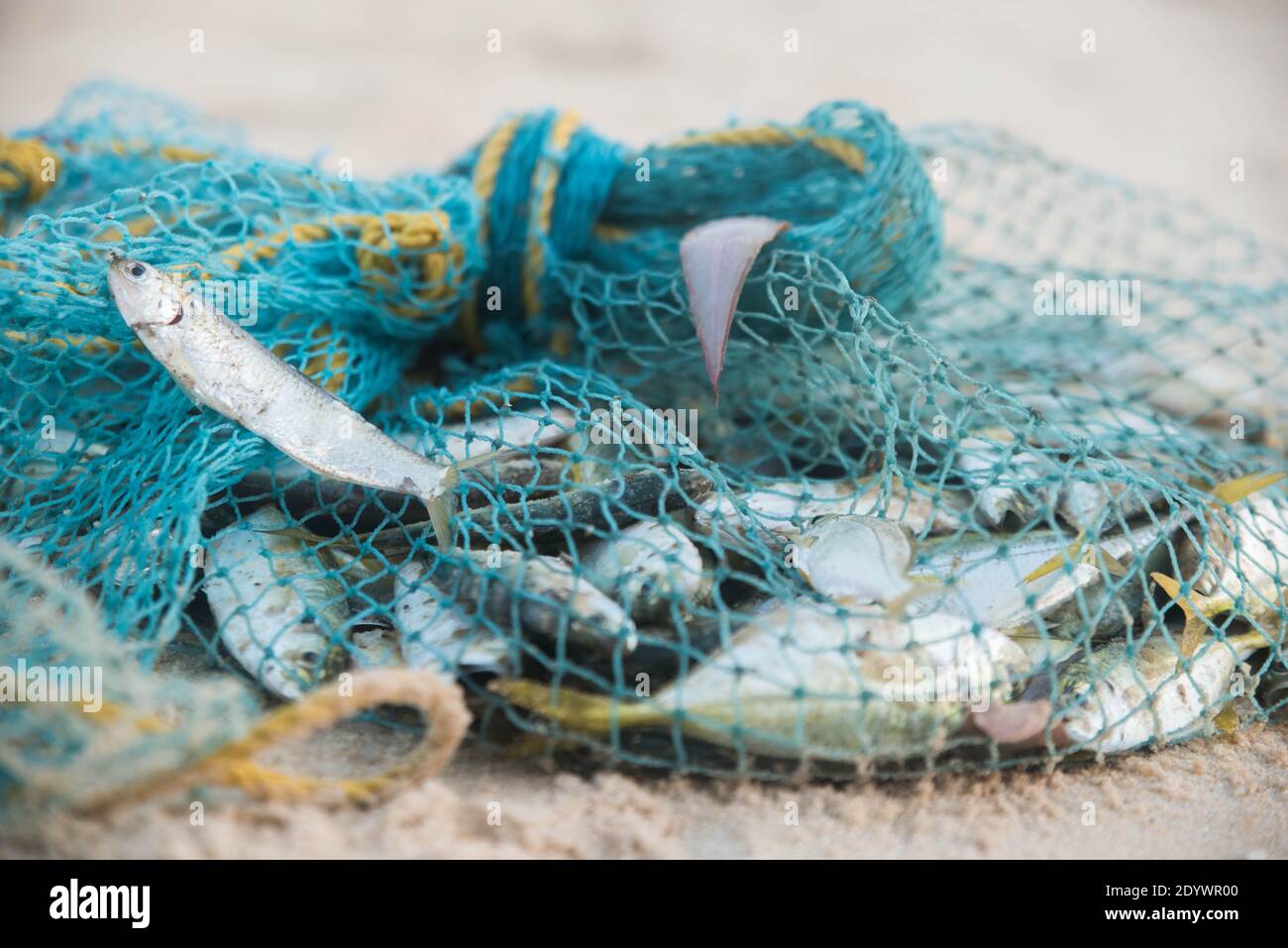 Dead fishes water hi-res stock photography and images - Alamy