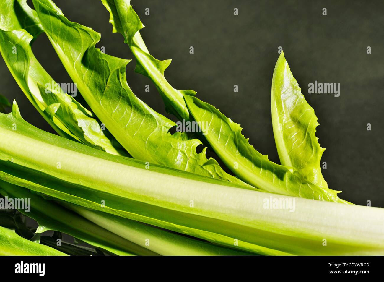 Leaves of common chicory still life Stock Photo - Alamy