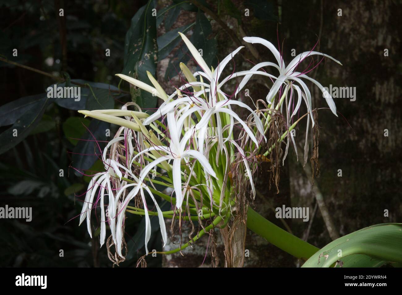 Swamp lily hi-res stock photography and images - Alamy
