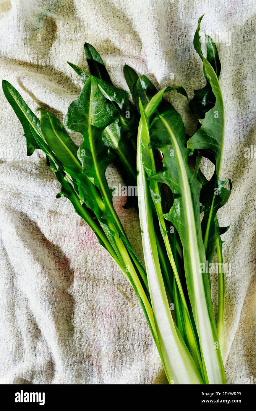 Bunch of chicory hi-res stock photography and images - Alamy