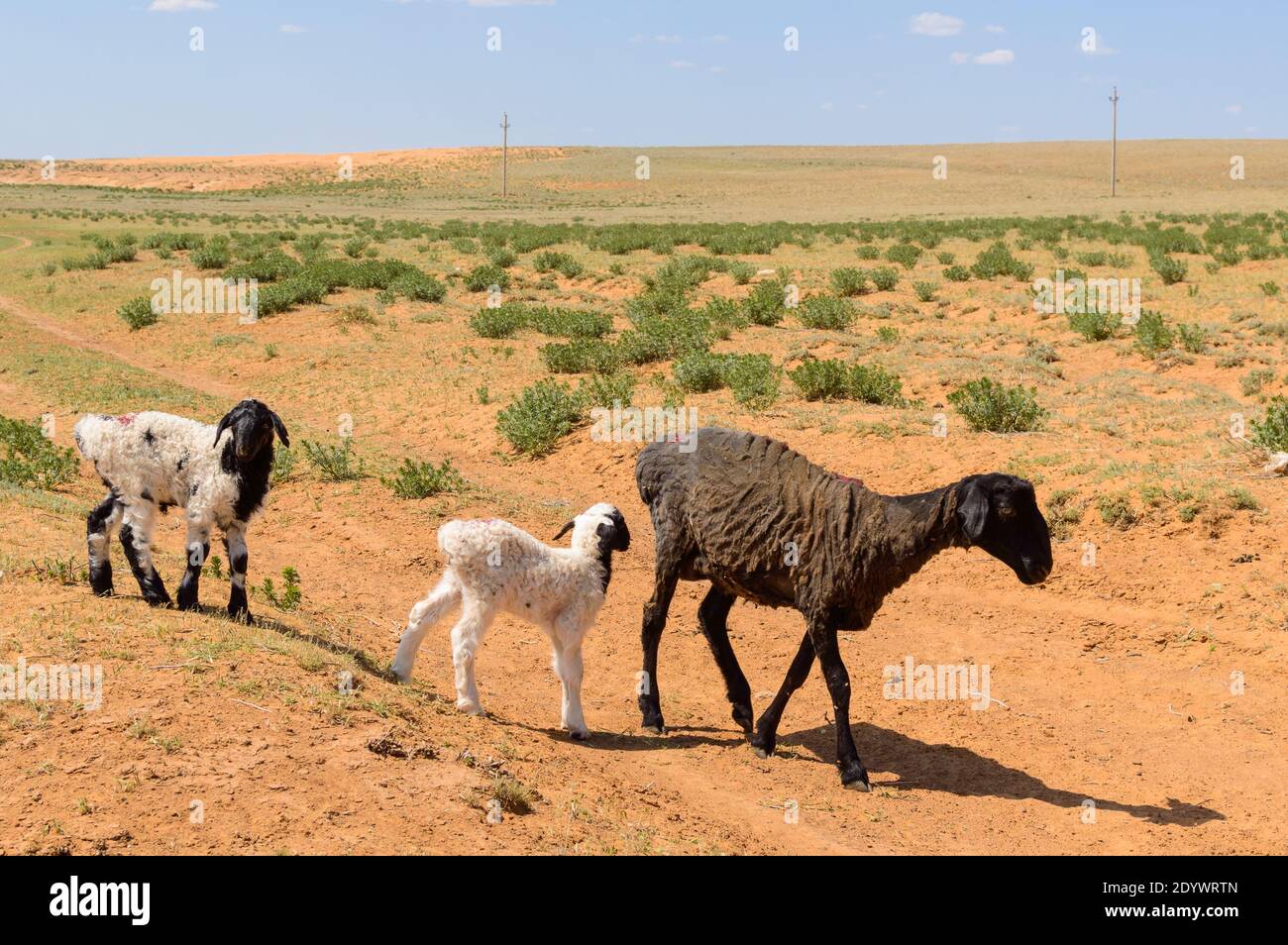 Sheep with lambs in the steppes of the semidesert Stock Photo - Alamy
