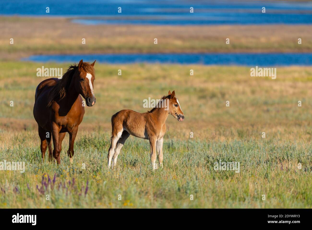 Wild horses, mare and foal in wild life Stock Photo - Alamy