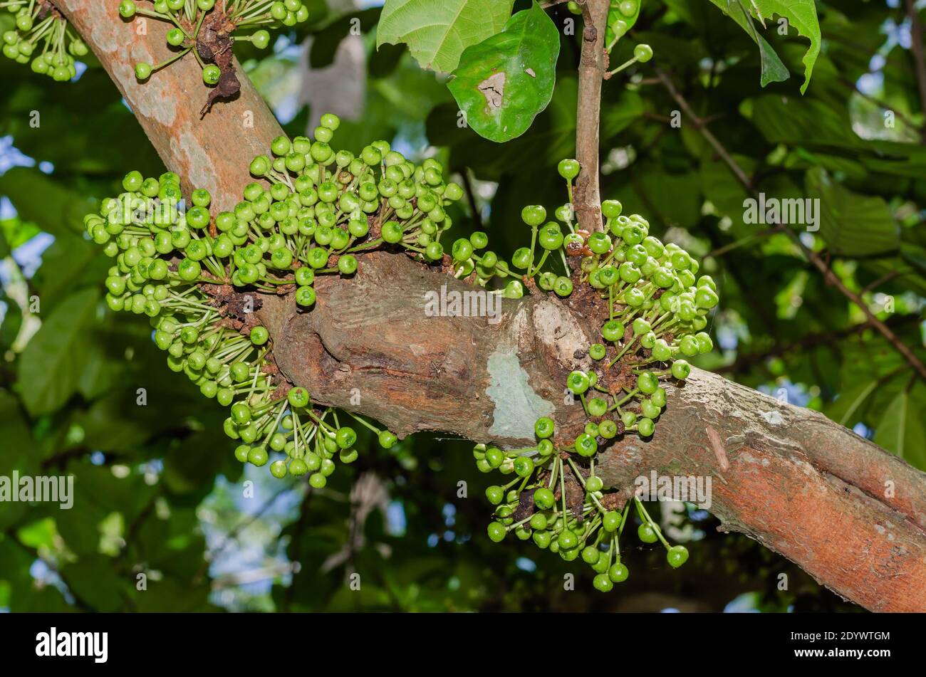 Cluster Fig Tree of Gular Fig Tree (botanical name is Ficus Racemosa ...