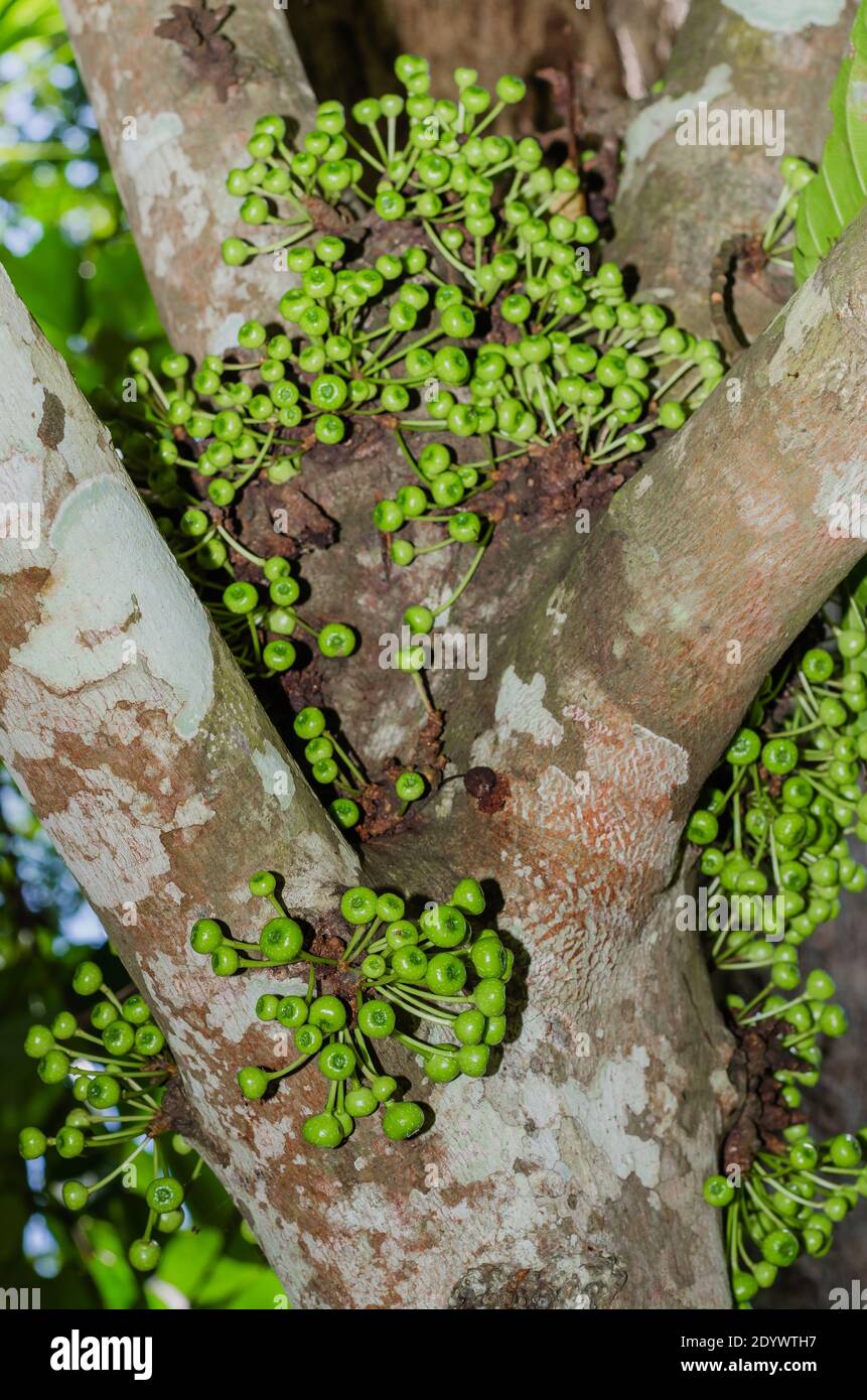 Cluster Fig Tree of Gular Fig Tree (botanical name is Ficus Racemosa ...