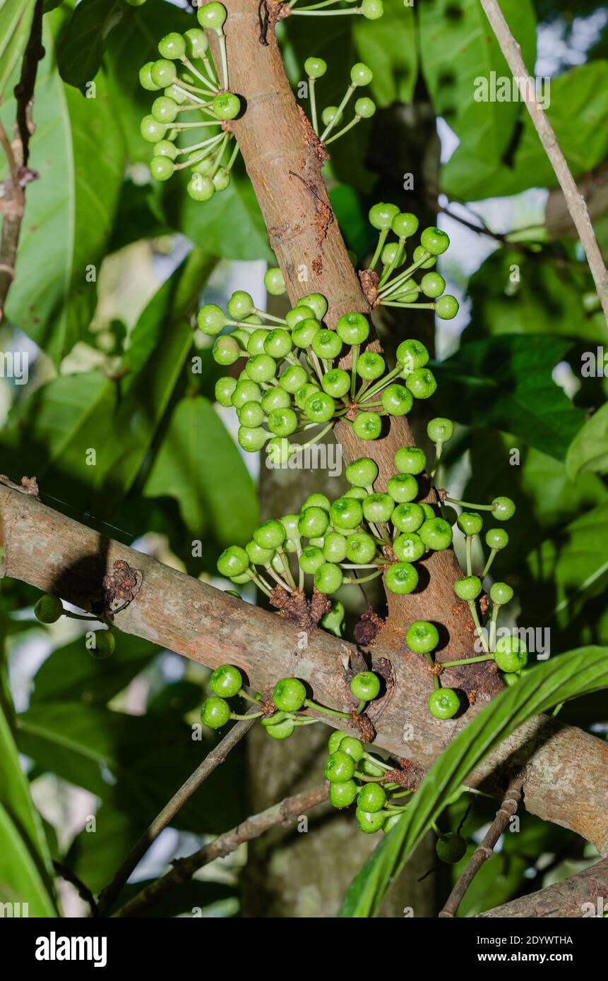 Cluster Fig Tree of Gular Fig Tree (botanical name is Ficus Racemosa ...