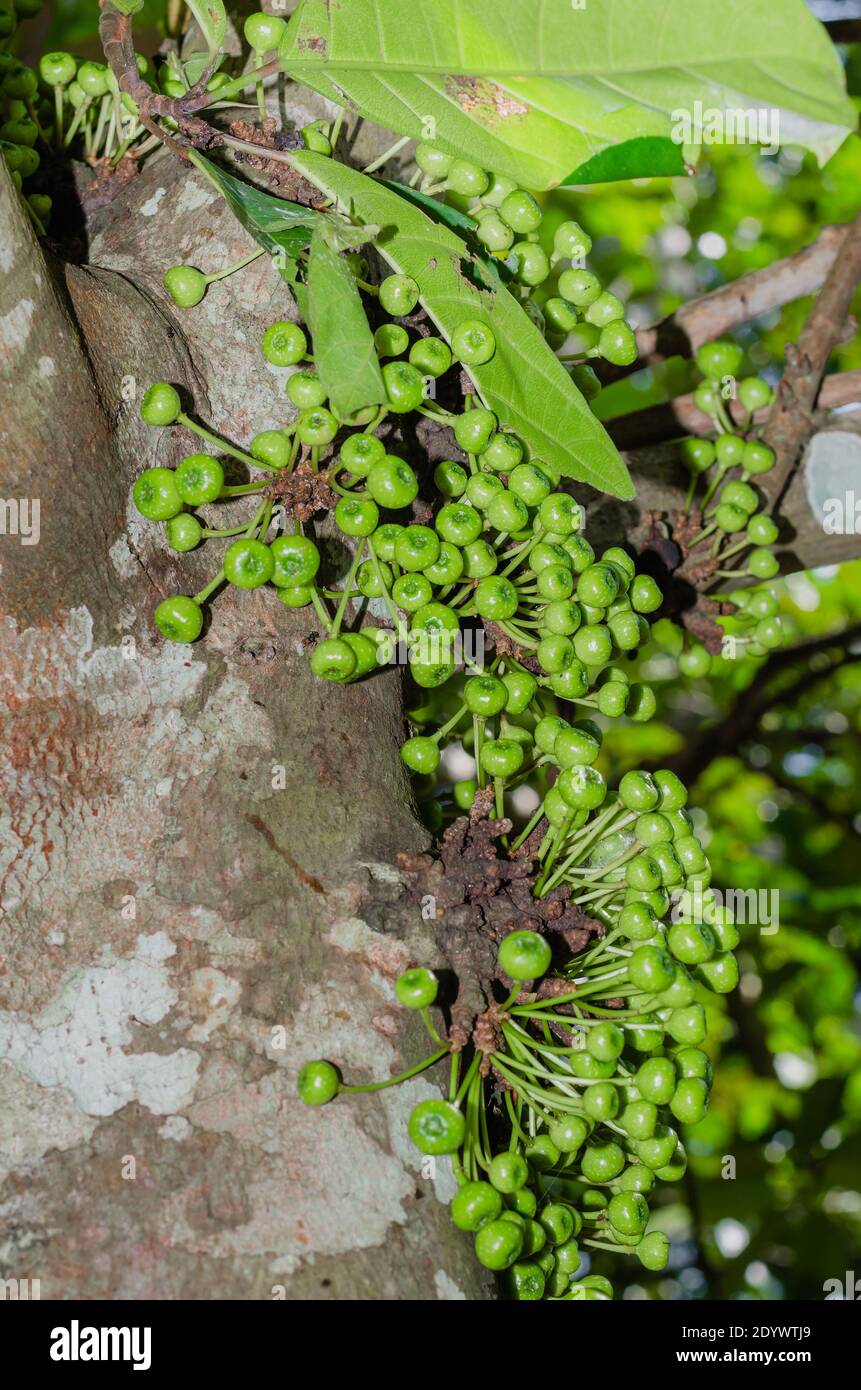 Cluster Fig Tree Of Gular Fig Tree Botanical Name Is Ficus Racemosa In Natural Garden Of