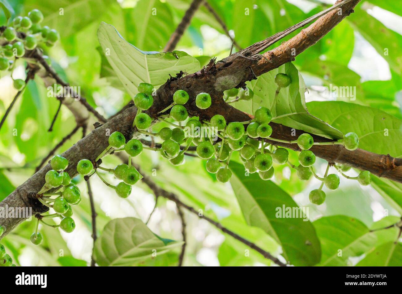 Cluster Fig Tree of Gular Fig Tree (botanical name is Ficus Racemosa ...