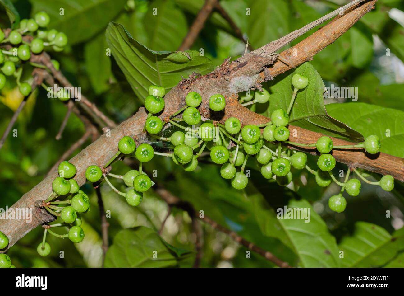 Cluster Fig Tree Of Gular Fig Tree Botanical Name Is Ficus Racemosa In Natural Garden Of