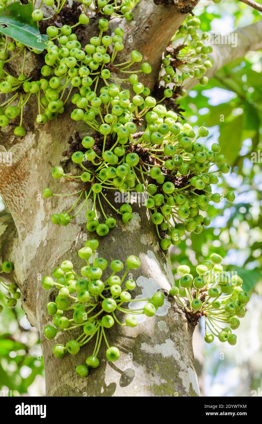 Cluster Fig Tree of Gular Fig Tree (botanical name is Ficus Racemosa ...