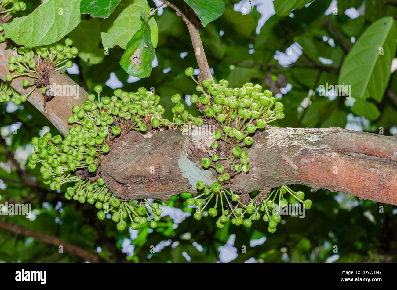 Cluster Fig Tree of Gular Fig Tree (botanical name is Ficus Racemosa ...