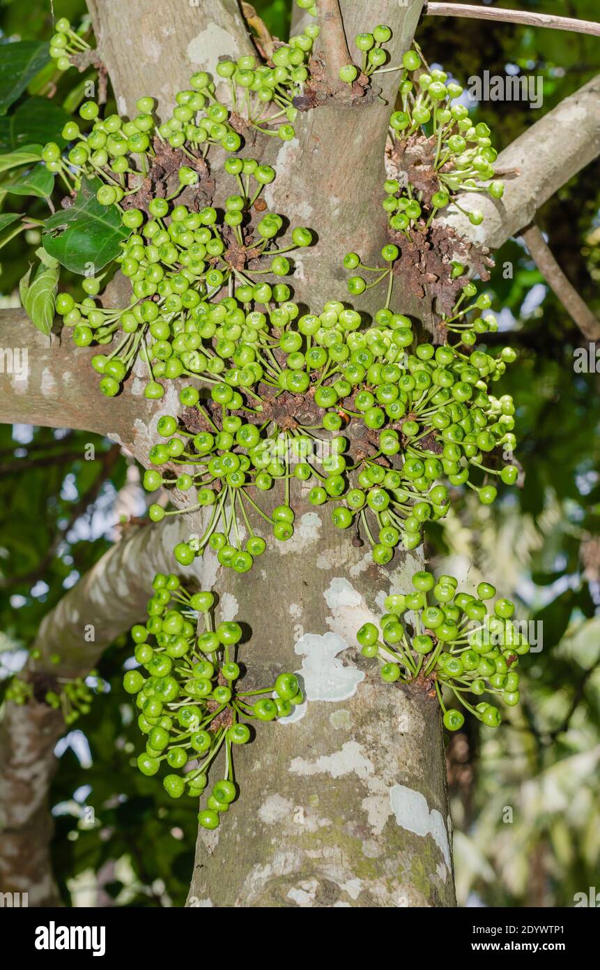 Cluster Fig Tree of Gular Fig Tree (botanical name is Ficus Racemosa ...