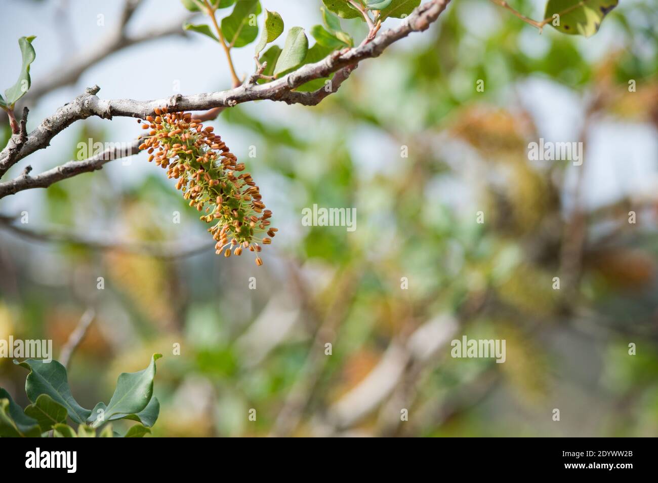 Landscape of a carob tree hi-res stock photography and images - Alamy