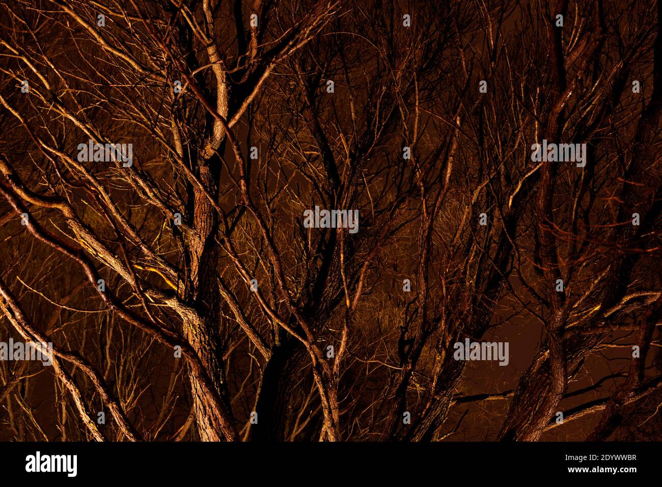 Spooky woodland landscape creepy tree hi-res stock photography and ...