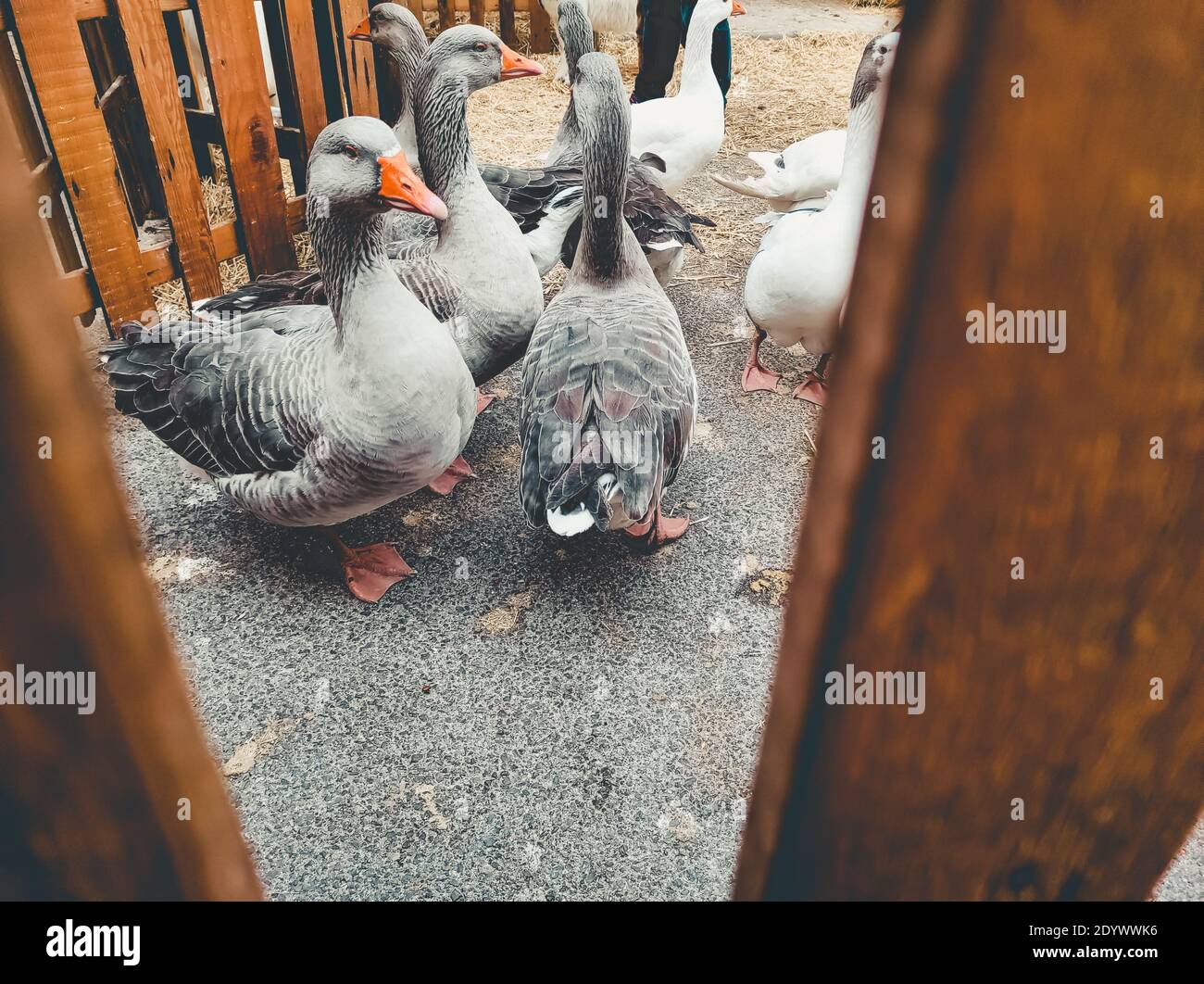 Many domestic geese inside a farm Stock Photo - Alamy