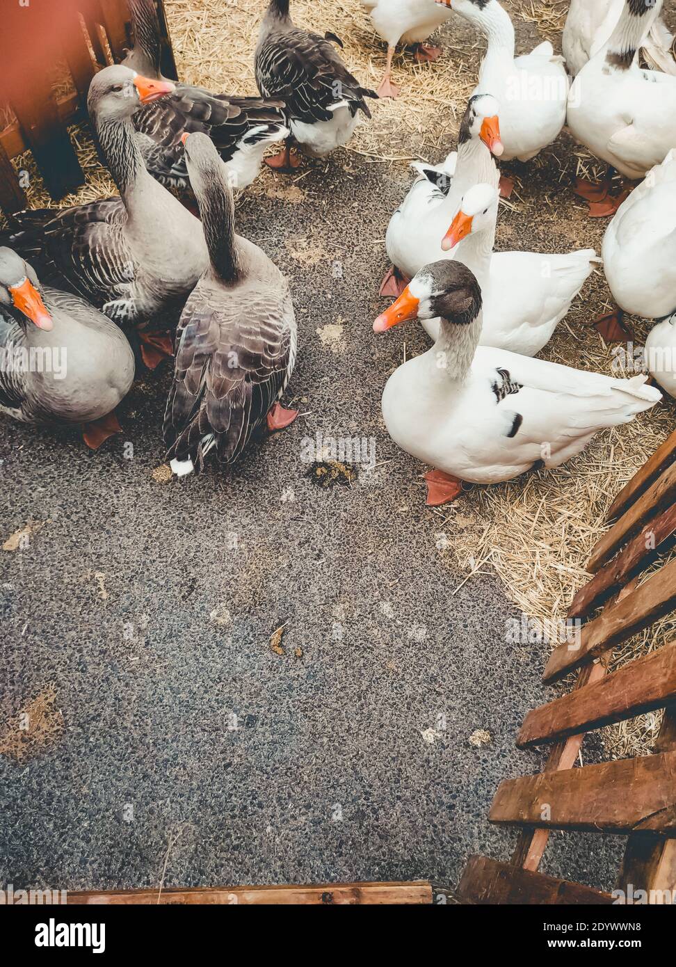 Many domestic geese inside a farm Stock Photo - Alamy