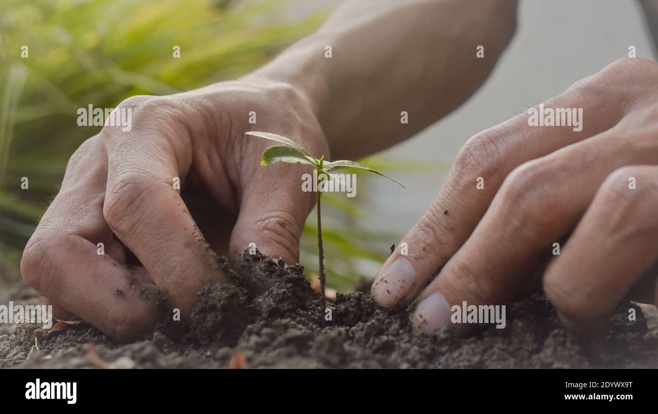 People are planting trees Growth,Watering plants and planting trees ...