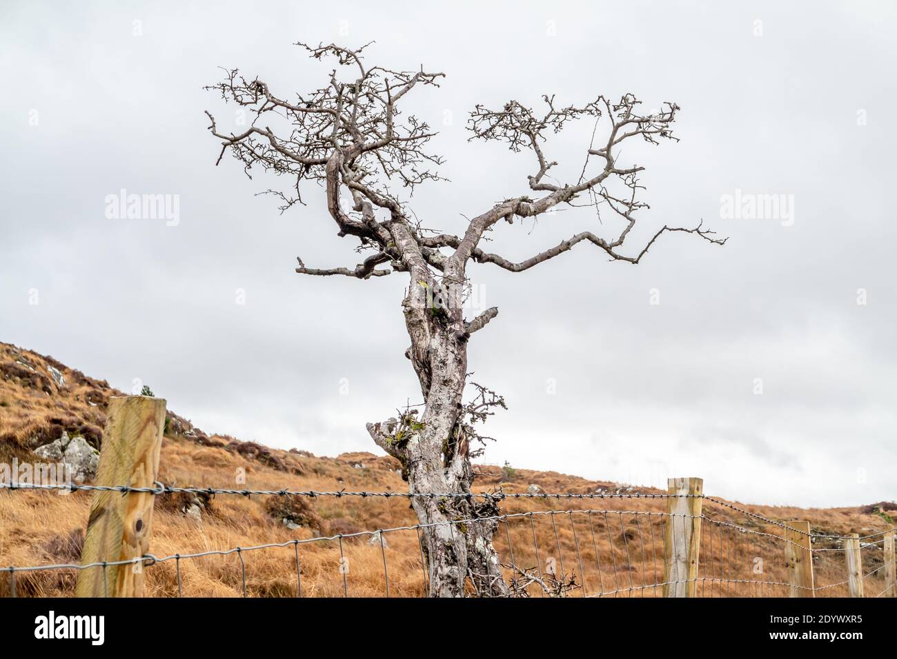 An old and completely dry tree standing in the field Stock Photo - Alamy