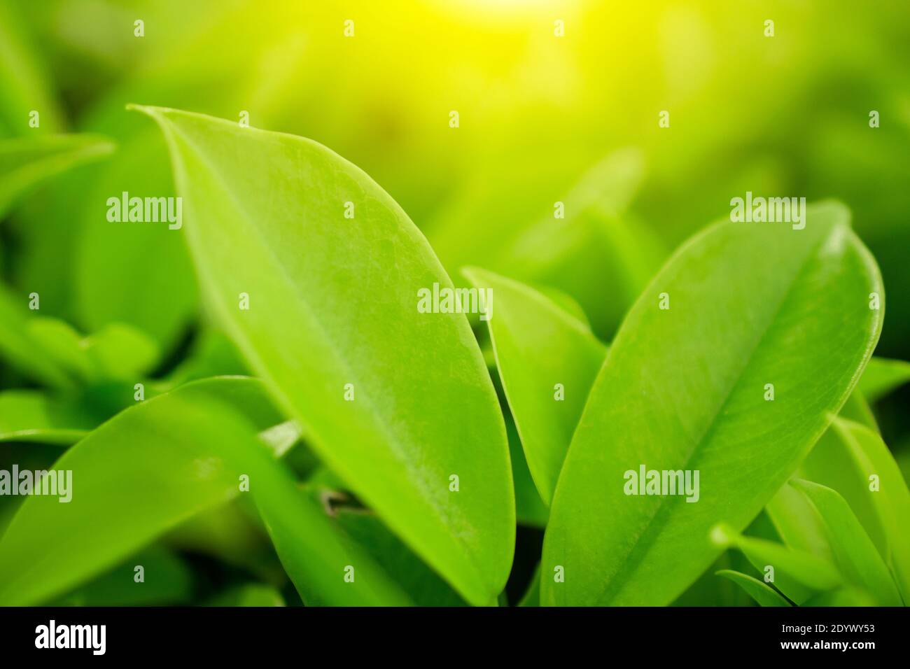 Nature background green natural blur leaf wallpaper and fresh concept ...