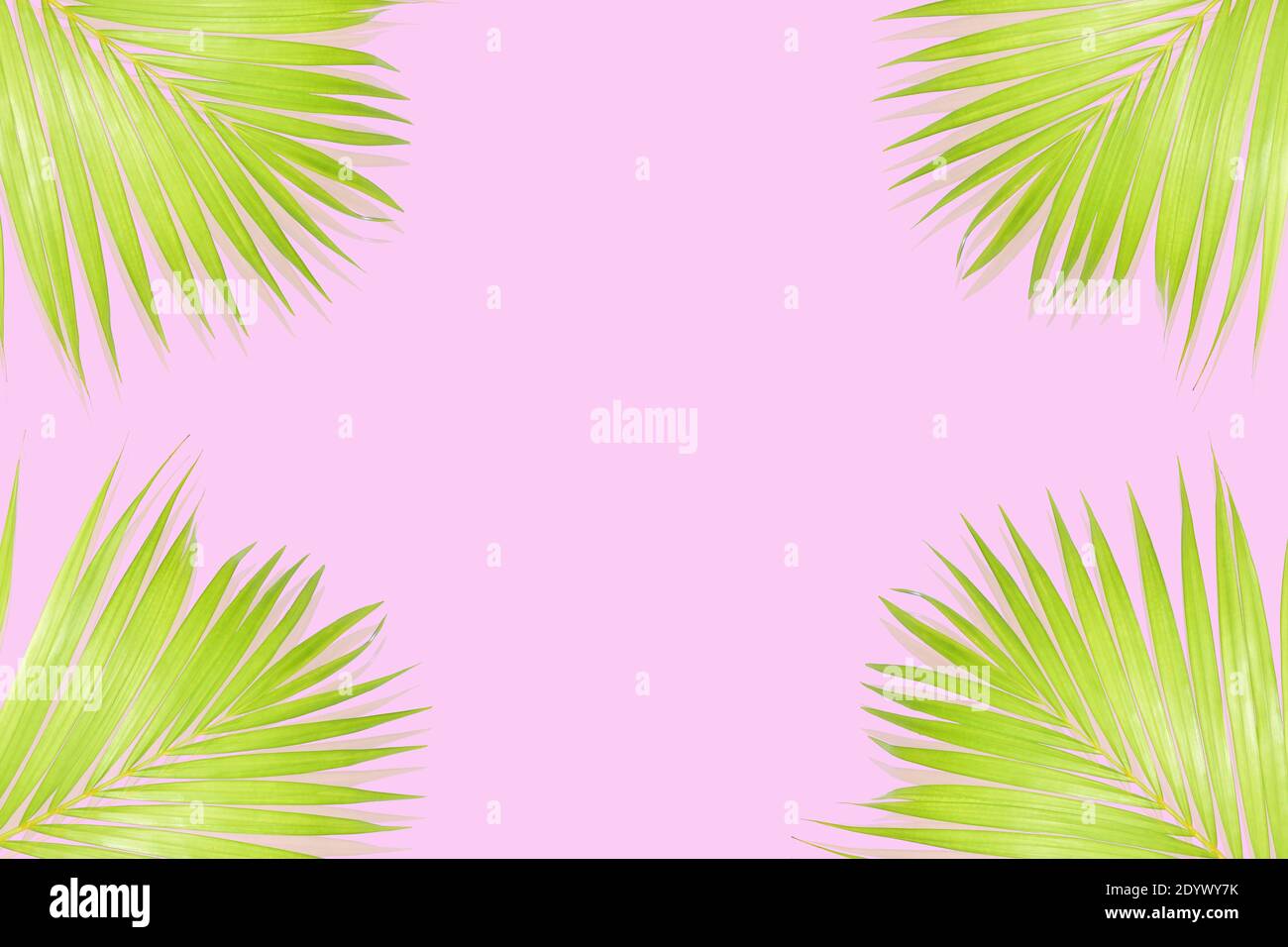 Palm tree design on pink background for your texture or concept,Sale ...