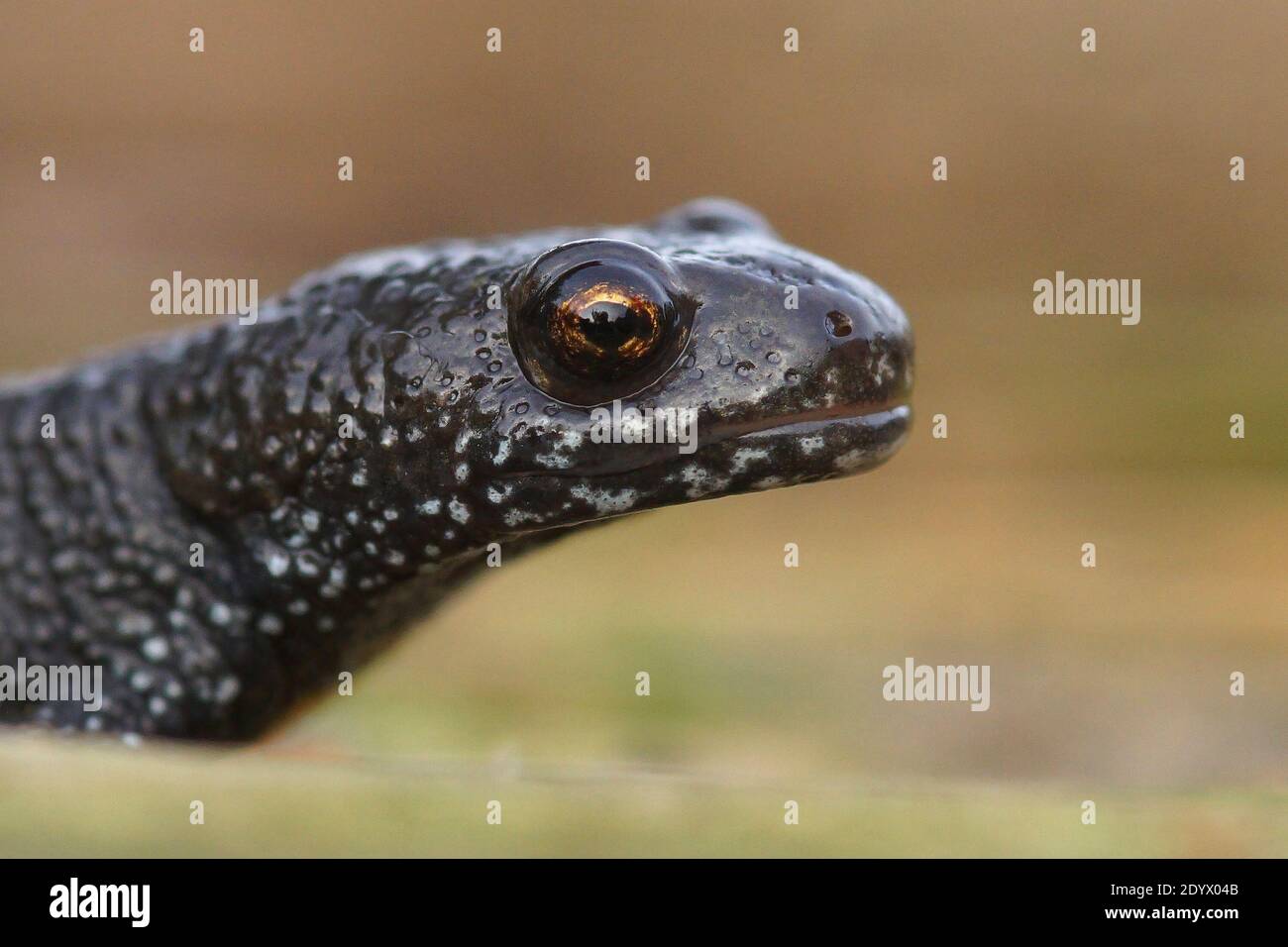 Closeup of a juvenile Danube crested newt , Trirurus dobrogicus Stock ...