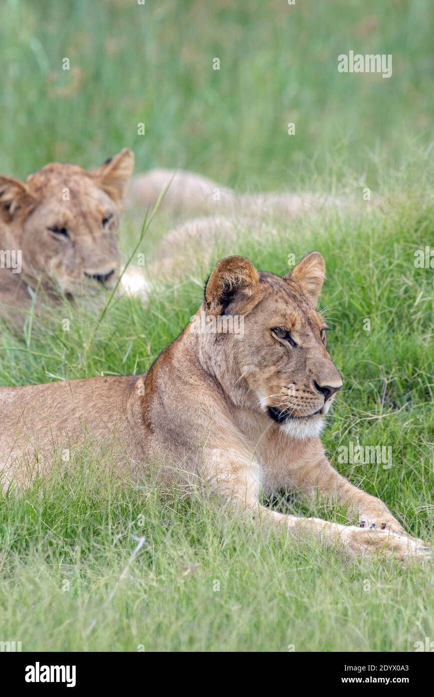 Lion lioness resting botswana hi-res stock photography and images - Alamy